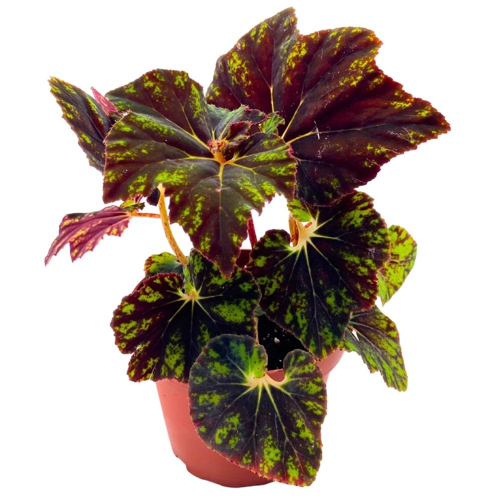Begonia Shanicka 4 inch Rhizomatous Dark Green Shanika Rhizo – Harmony ...