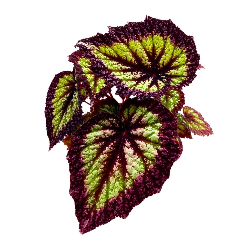 Harmony's Nightfall Begonia Rex 6 inch Super Splashy with Thick Purple ...