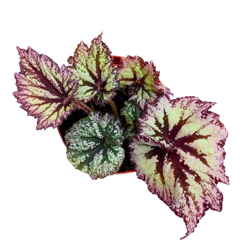 Harmony's Starburst Begonia Rex 6 inch – Harmony Foliage