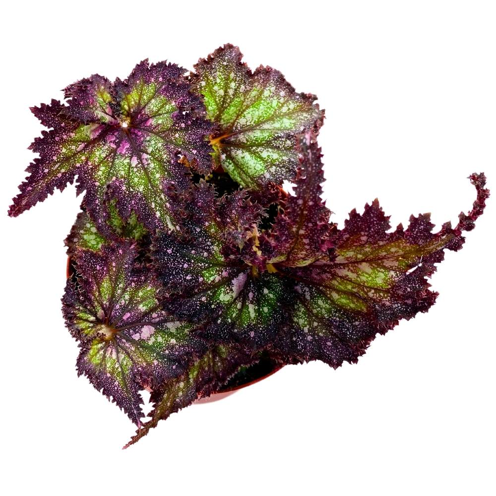 Harmony's Star Dragon Begonia Rex, 6 inch Purple with green spotty, ja ...