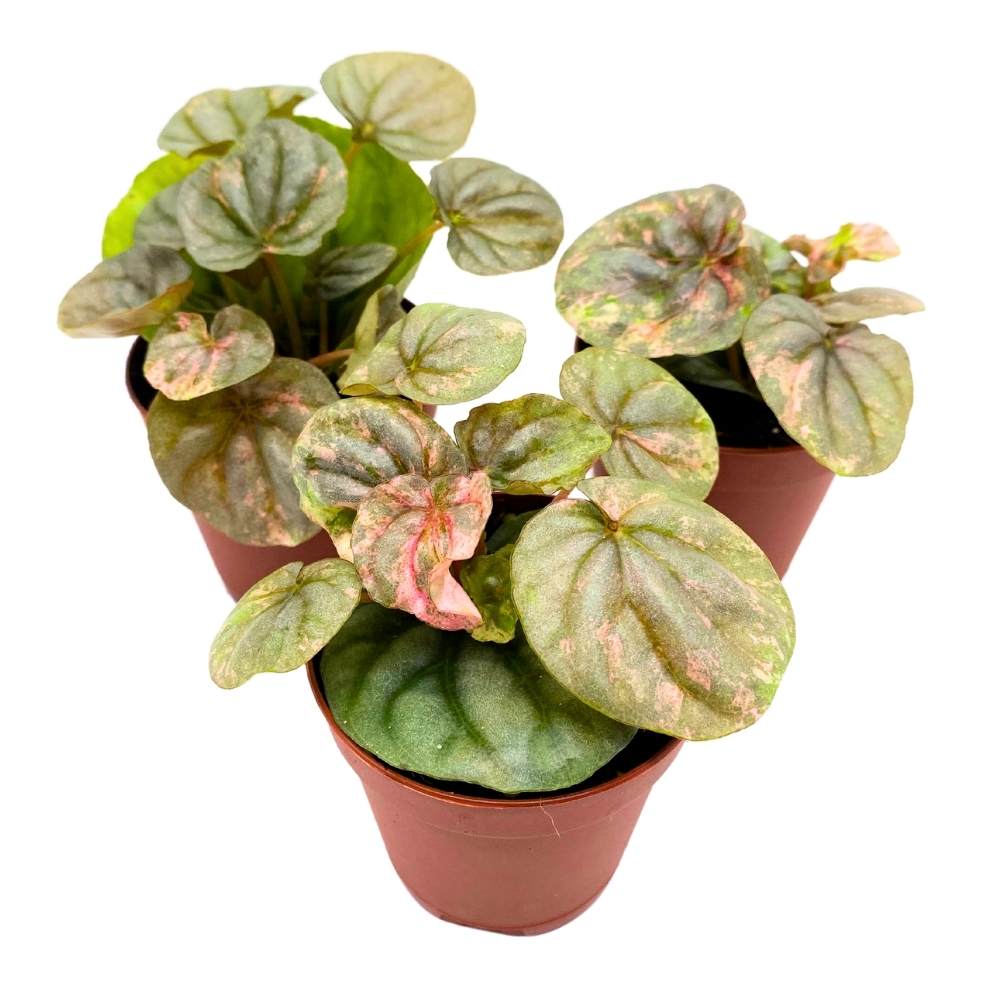 Peperomia Pink Lady, 2 inch Set of 3, Marble Variegated Rare Ripple Pe ...