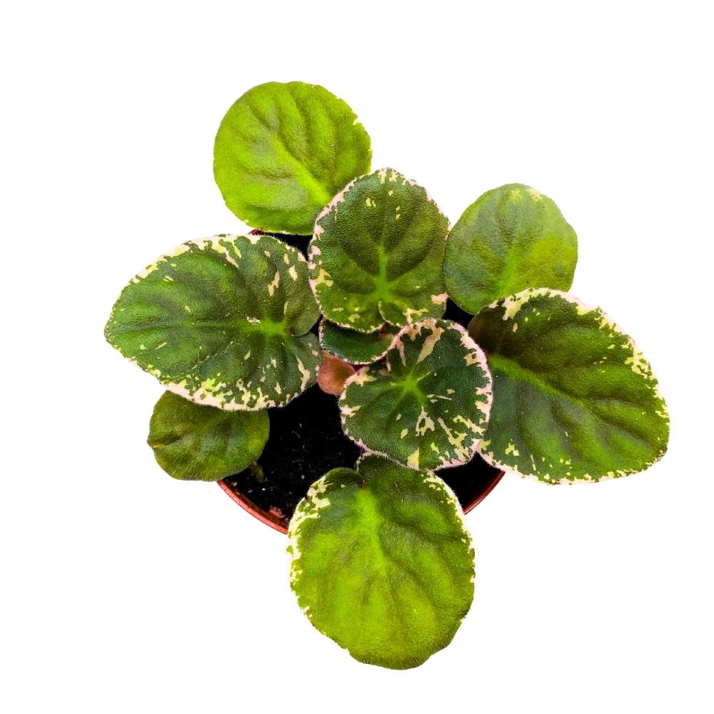 Variegated African Violet Lyon's Private Dancer, 4 inch, Purple Flower ...