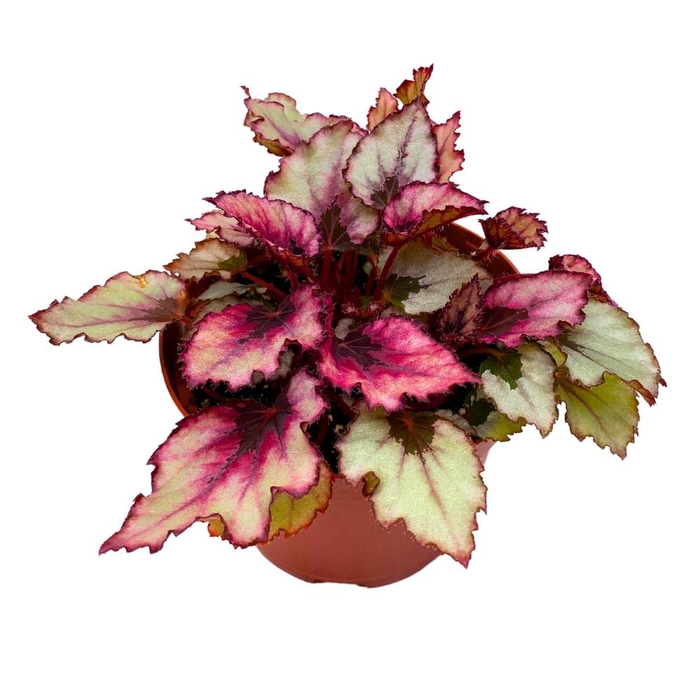 Harmony's Red Robin II Begonia Rex 6 inch Red Robin 2 – Harmony Foliage