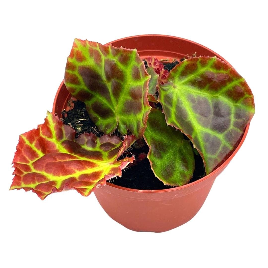 Begonia rajah, 4 inch Pot, Extremely Rare Homegrown Exclusive – Harmony ...