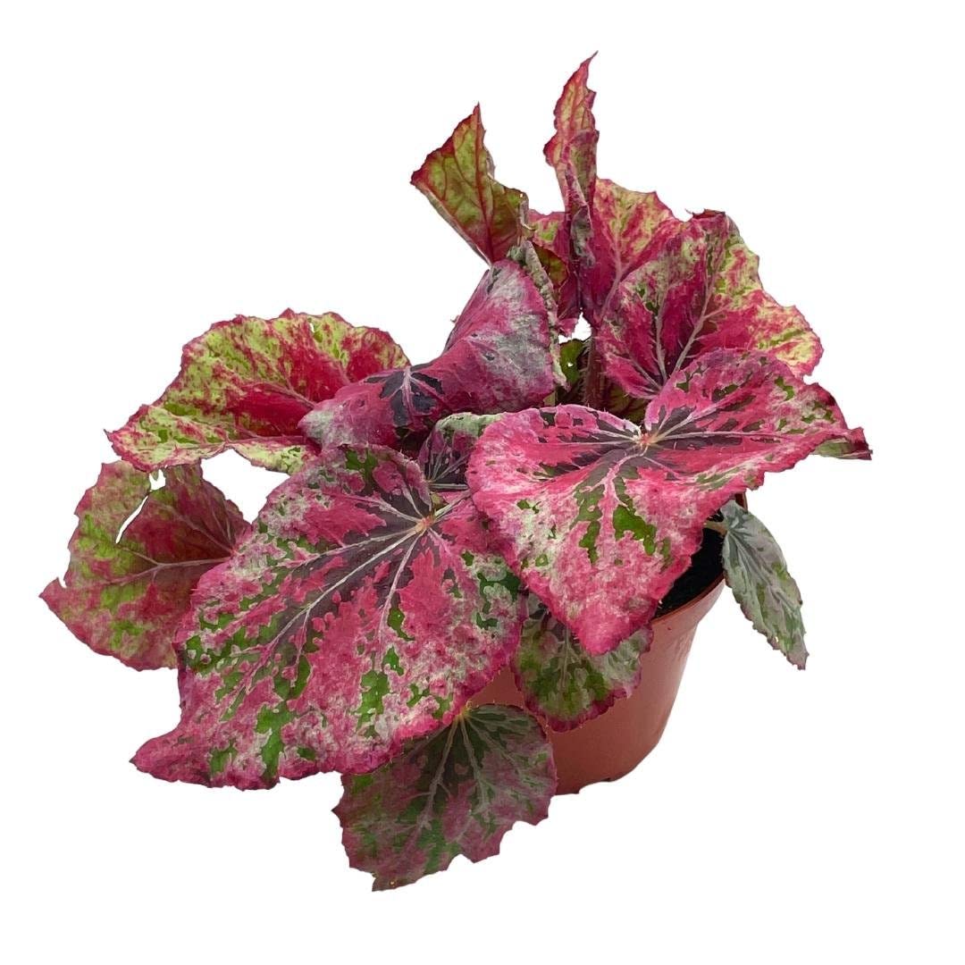 Venetian Red, Begonia Rex, 4 inch, Painted-Leaf Begonia, Unique Homegr ...