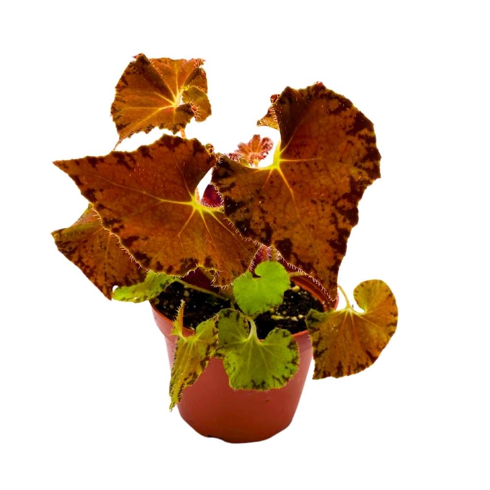 Begonia Peter Piper, 4 inch Orange Rhizomatous Rhizo – Harmony Foliage