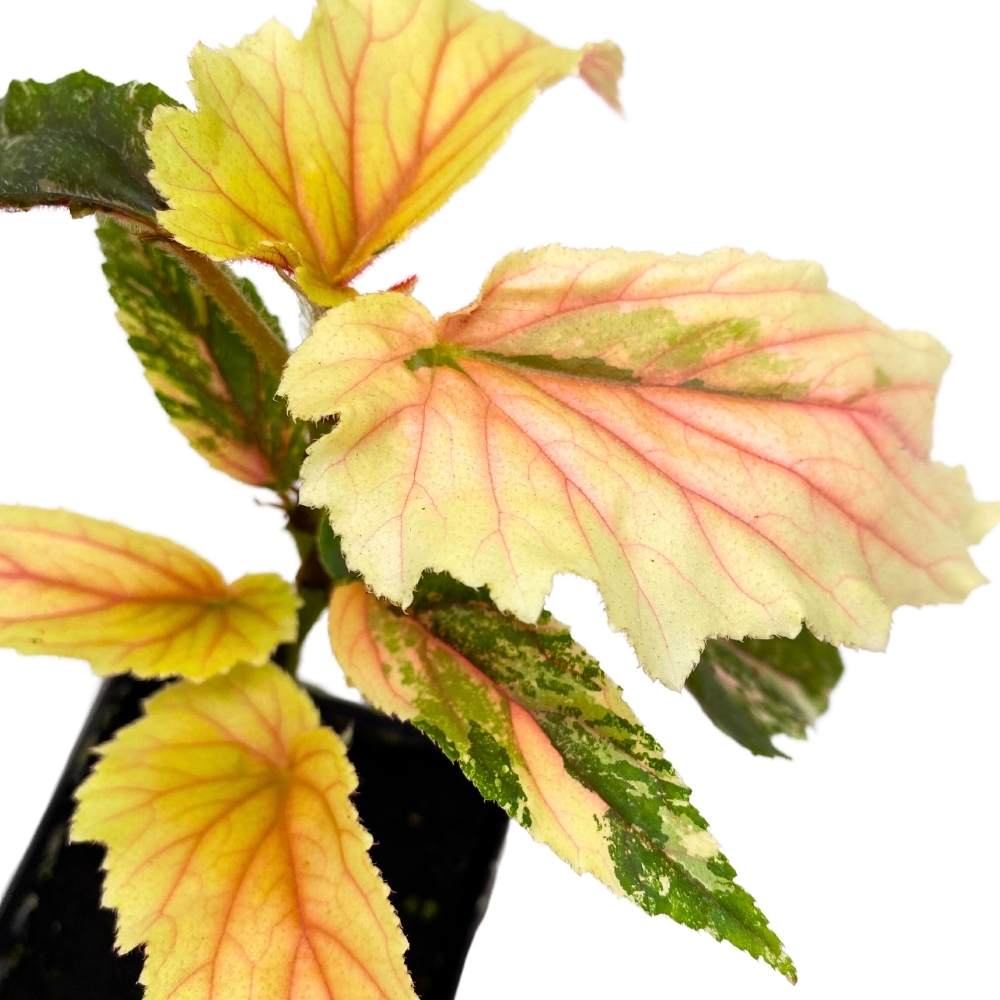Begonia Ginny Galaxy Extremely Rare Variegated Shrub Begonia – Harmony ...