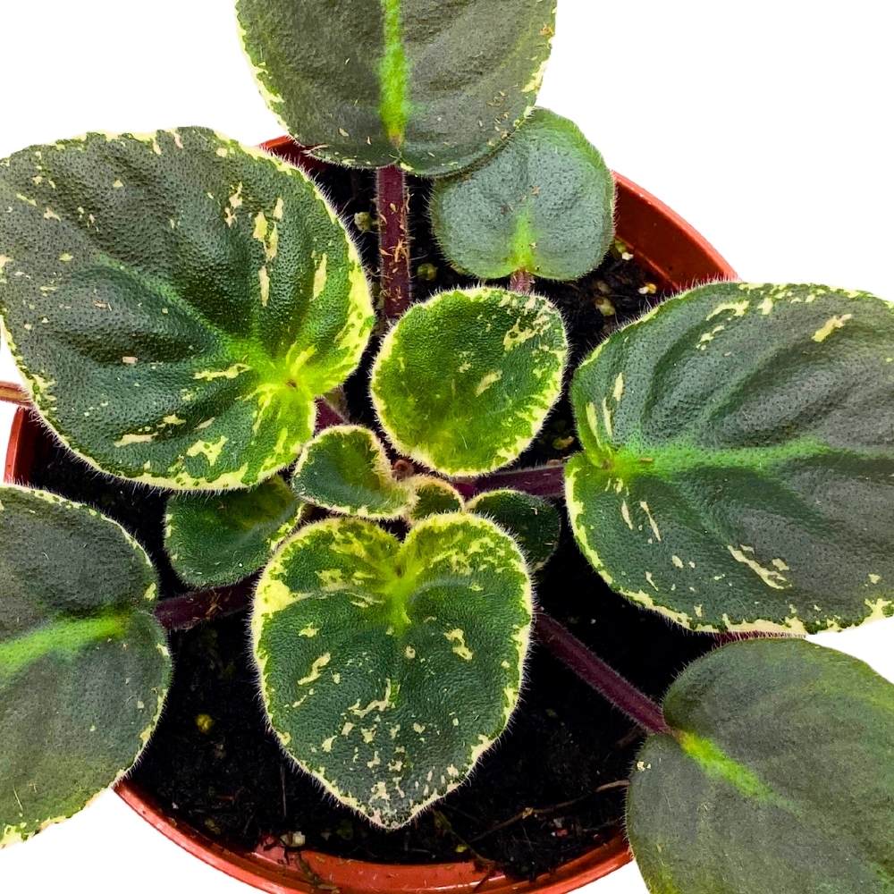 Variegated African Violet Whisper Blue, 4 inch, Blue Flower Saintpauli ...