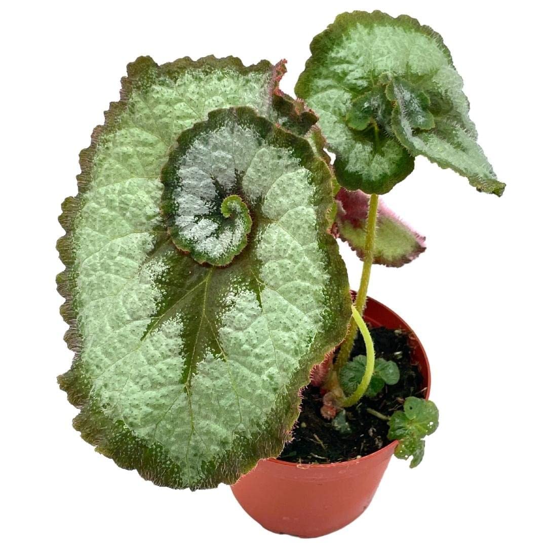 Begonia Escargot, Painted-Leaf Begonia, 4 inch, Escargot Variegation ...