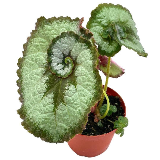 Begonia Collection: Rare & Unique Varieties | Harmony Foliage