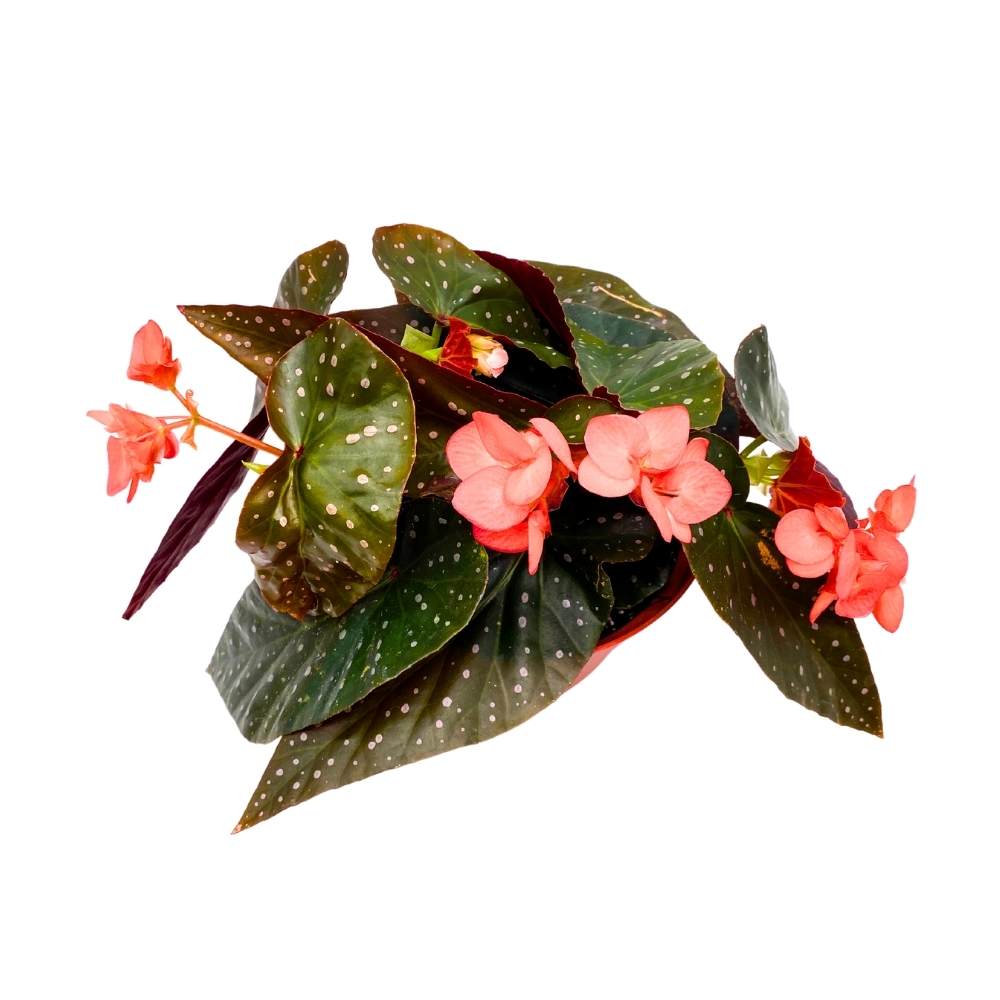 Harmony's Fireball Angel Wing Hybrid Cane Begonia, 6 inch, Compact Lea ...