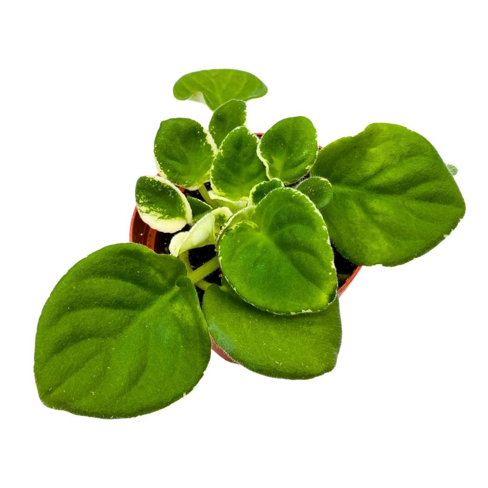 LE Beryl Frost Variegated African Violet, 4 inch White Flower Saintpau ...