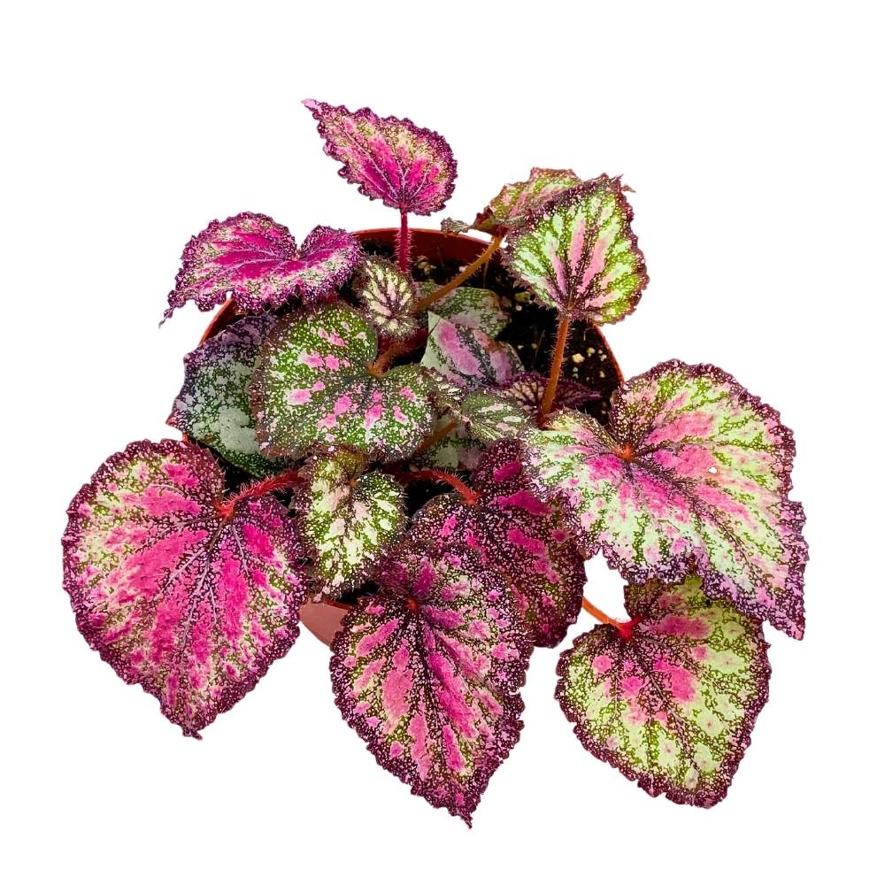 Harmony's Stained Glass 6 inch Begonia Rex Multicolored Splash ...