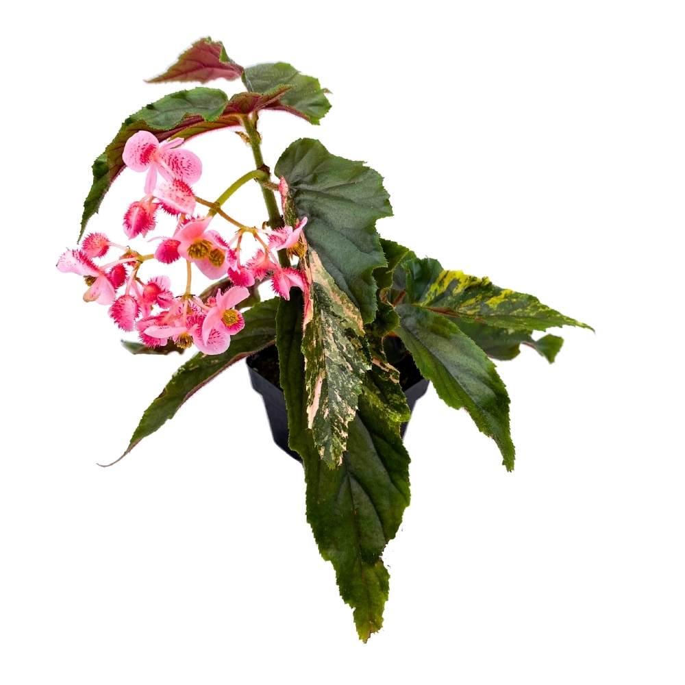 Begonia Ginny Galaxy Extremely Rare Variegated Shrub Begonia – Harmony ...