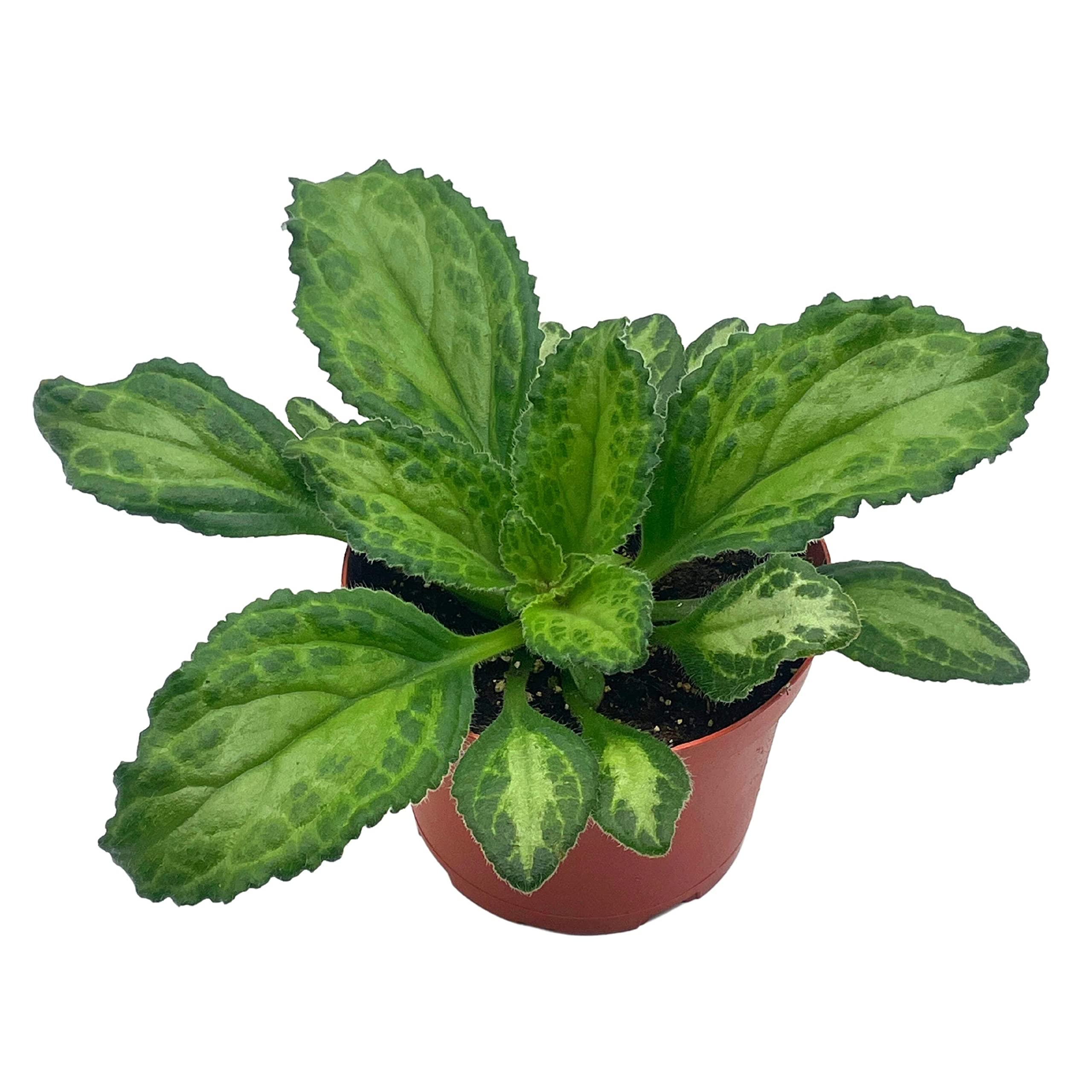 Patina Gesneriad Primulina Dryas, 6 inch Chirita Plant – Harmony Foliage