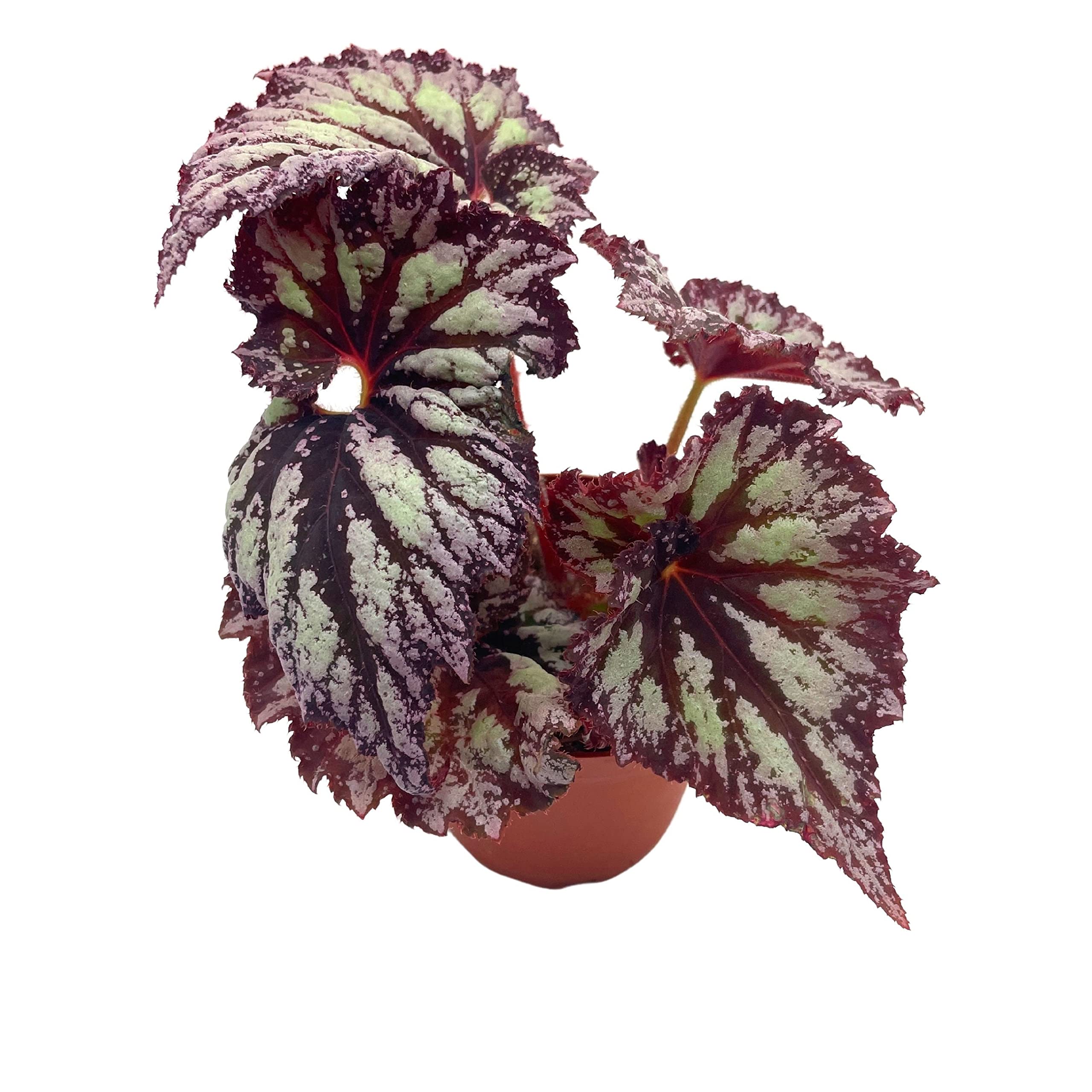 Harmony's Starburst Begonia Rex, 4 inch, Very Rare Homegrown Exclusive ...