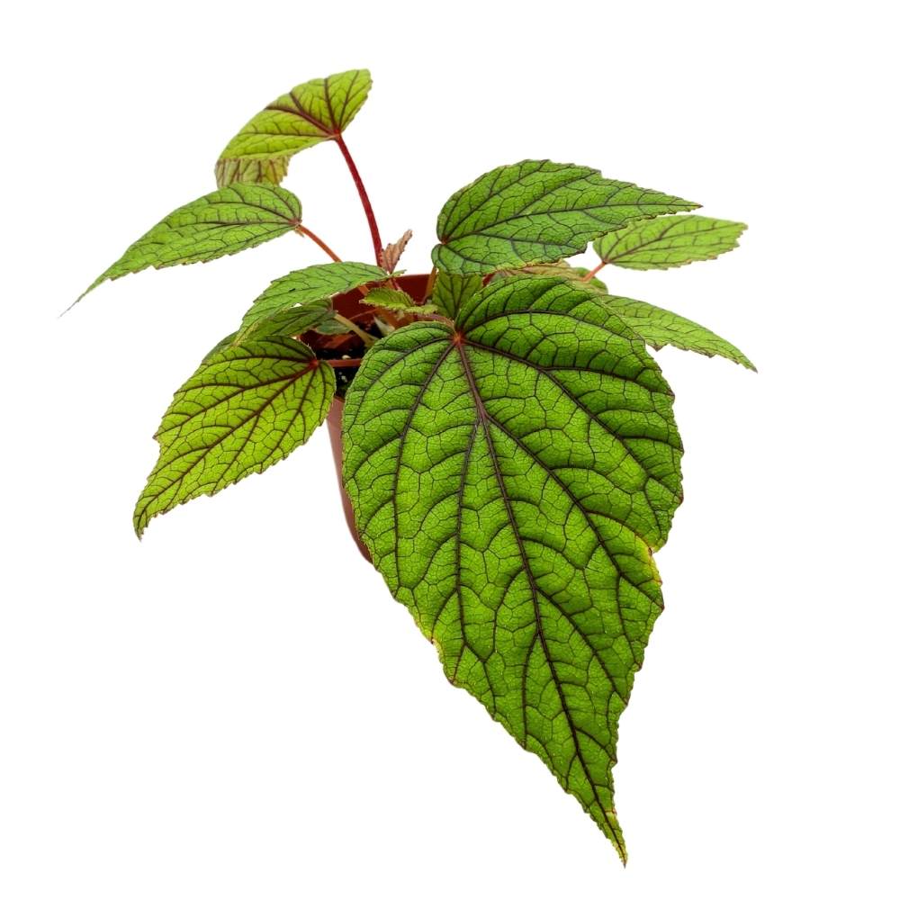 Begonia abdullahpieei, 4 inch Green Rare Rhizomatous Rhizo Red Stem Ve ...