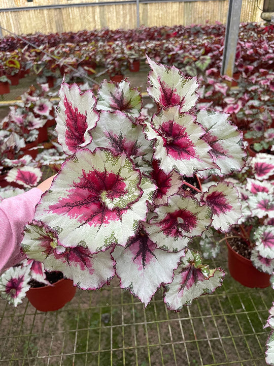 Begonia Collection: Rare & Unique Varieties | Harmony Foliage