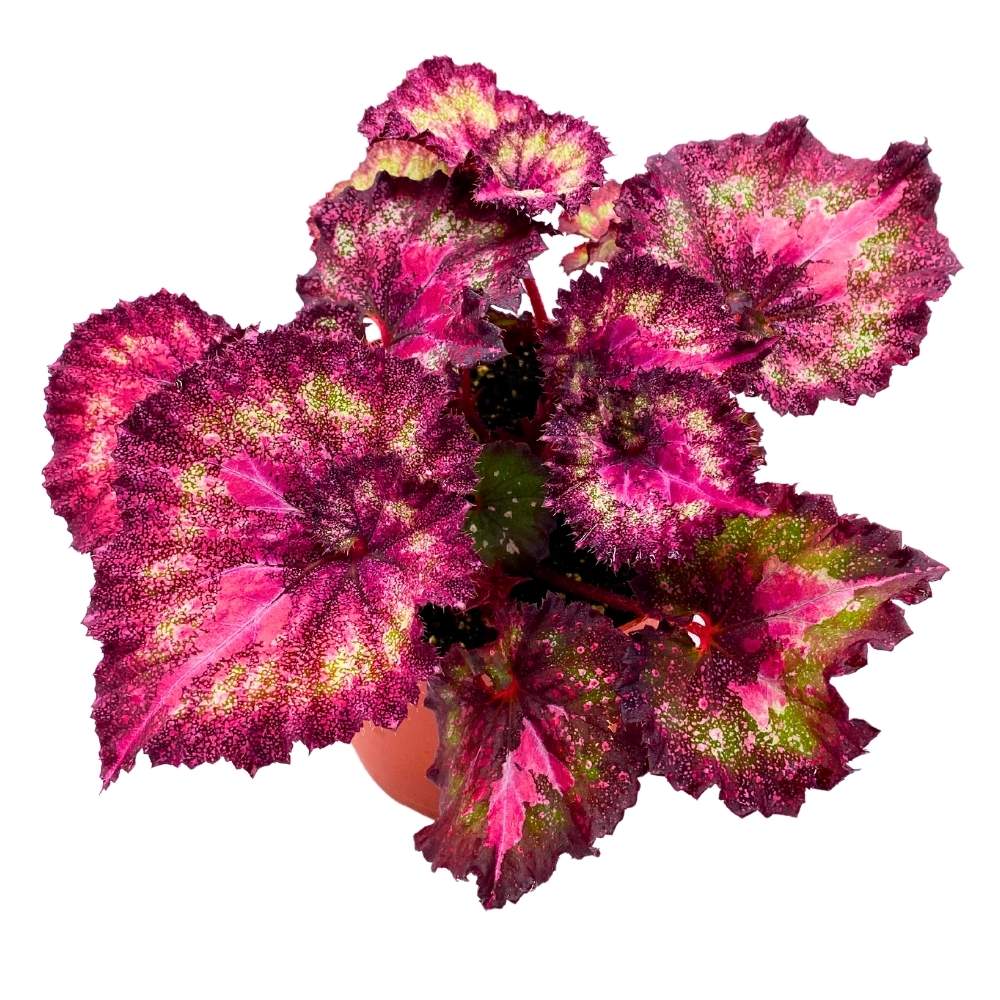 Harmony's Love Hurts 6 inch Begonia Rex Glittery Pink Spiral – Harmony ...