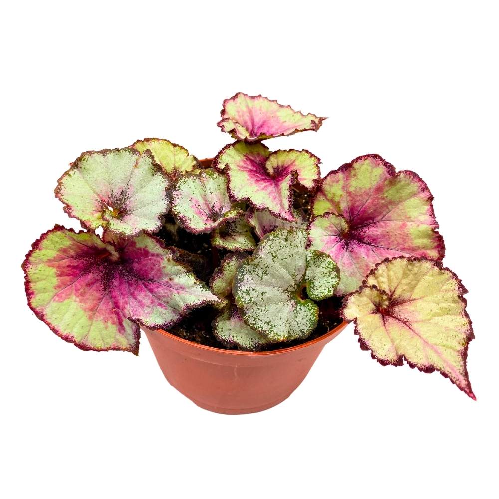 Harmony's Nebula Begonia Rex 6 inch White Gray Purple Swirl Pink blush ...