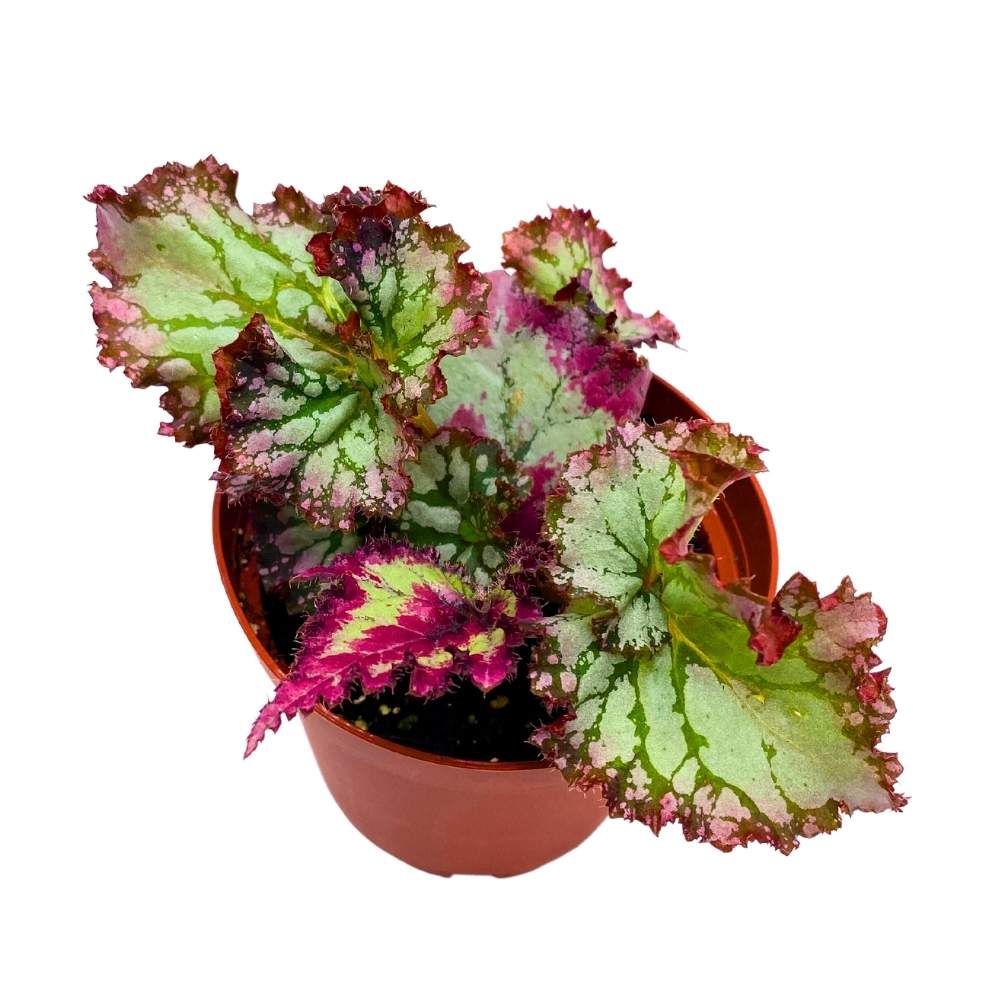 Harmony's Flight of Fancy Begonia Rex 4 inch Gnarly – Harmony Foliage