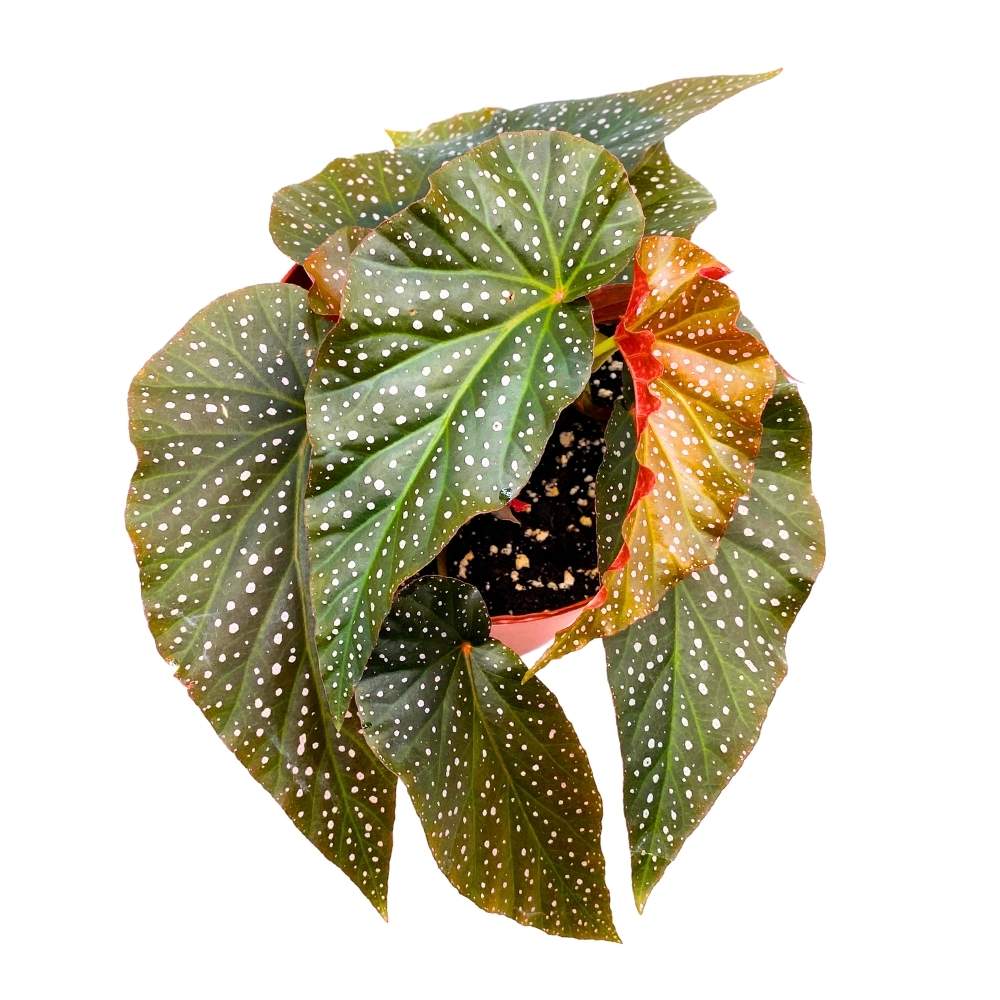 Rain Dance Angel Wing Cane Begonia, 6 inch, Raindance – Harmony Foliage