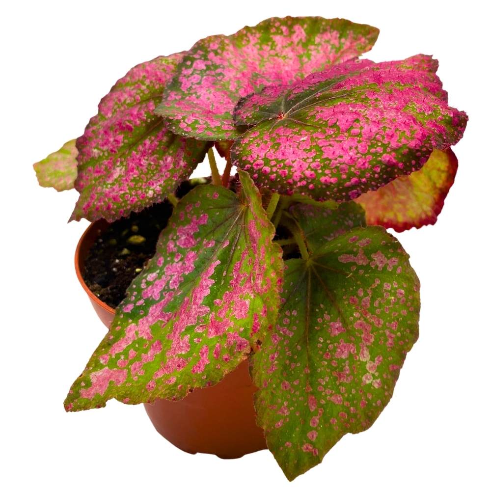 Harmony's Royal Majesty Begonia Rex 4 inch Red with Pink Spots ...